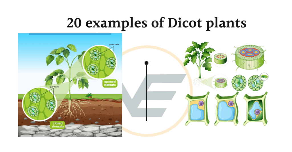 20 examples of dicot plants - Vivid Examples