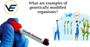 What are examples of genetically modified organisms? - Vivid Examples