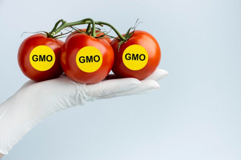 What are examples of genetically modified organisms? - Vivid Examples