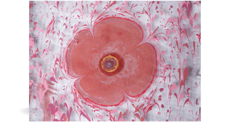 10 Best Examples of xylem and phloem tissue - Vivid Examples