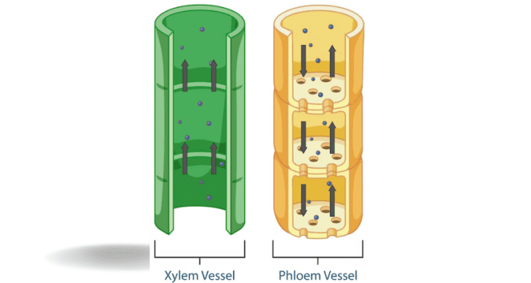 10 Best Examples of xylem and phloem tissue - Vivid Examples