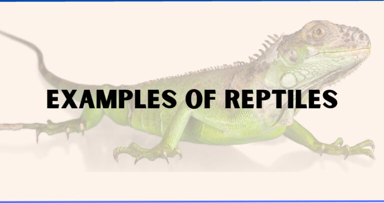 20 Examples of Reptiles - Vivid Examples