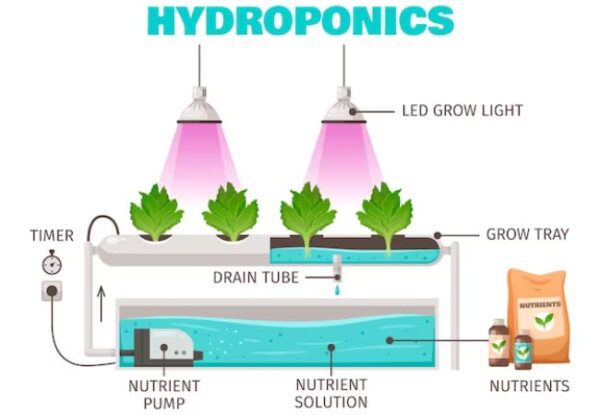 30 Osmosis Examples - Vivid Examples