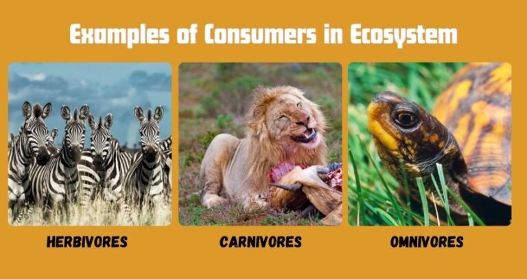 20 Examples of Consumers in Ecosystem - Vivid Examples
