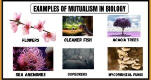 10 Examples of Mutualism In Biology - Vivid Examples