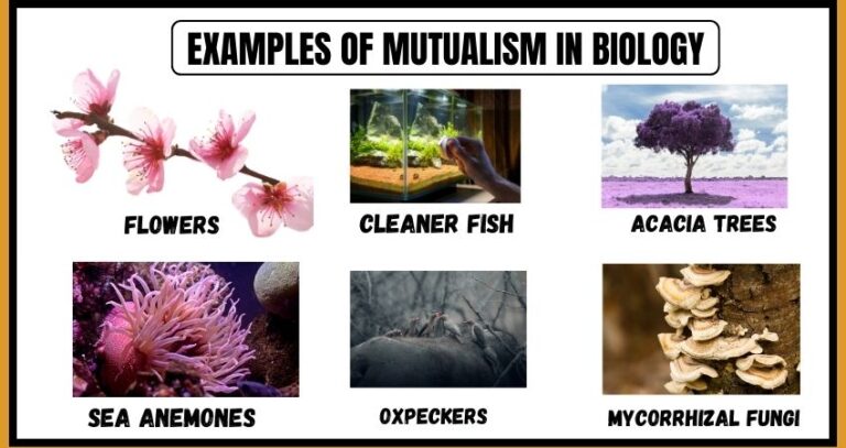 10 Examples of Mutualism In Biology - Vivid Examples