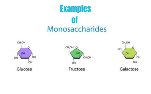 15 Examples of Monosaccharides - Vivid Examples
