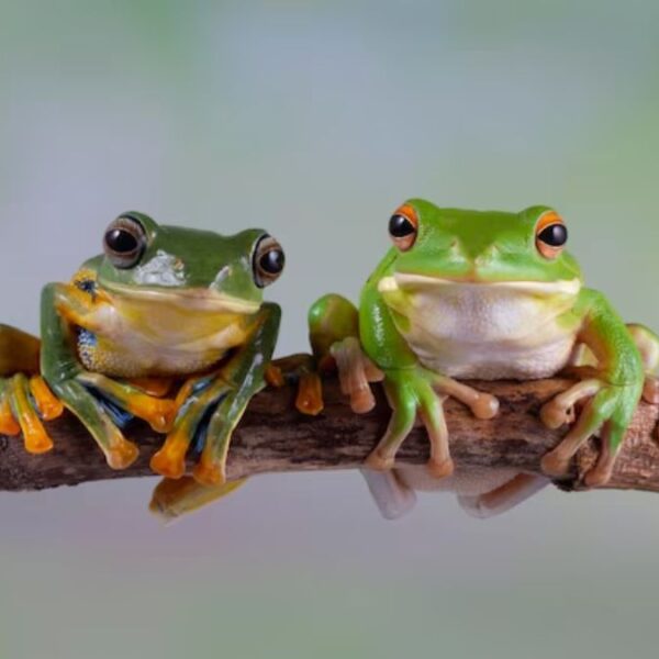15 Examples of Amphibians - Vivid Examples