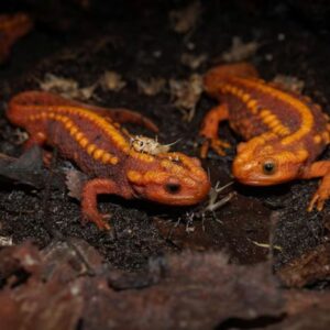 15 Examples of Amphibians - Vivid Examples