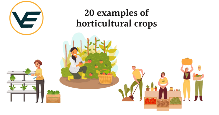 20 examples of horticultural crops - Vivid Examples