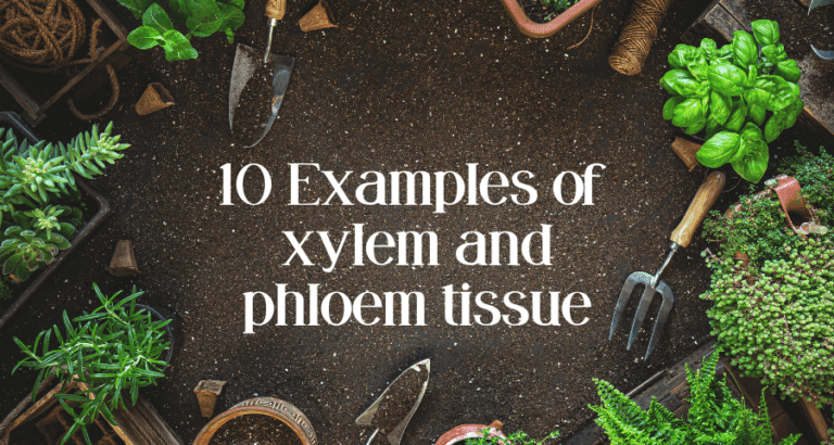 10 Best Examples of xylem and phloem tissue - Vivid Examples