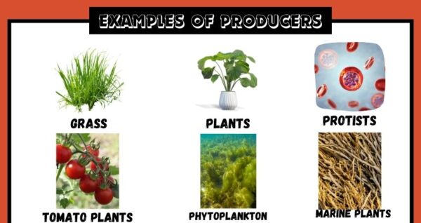 Examples of Producers - Vivid Examples