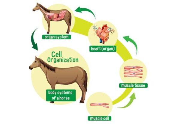 30 Osmosis Examples - Vivid Examples