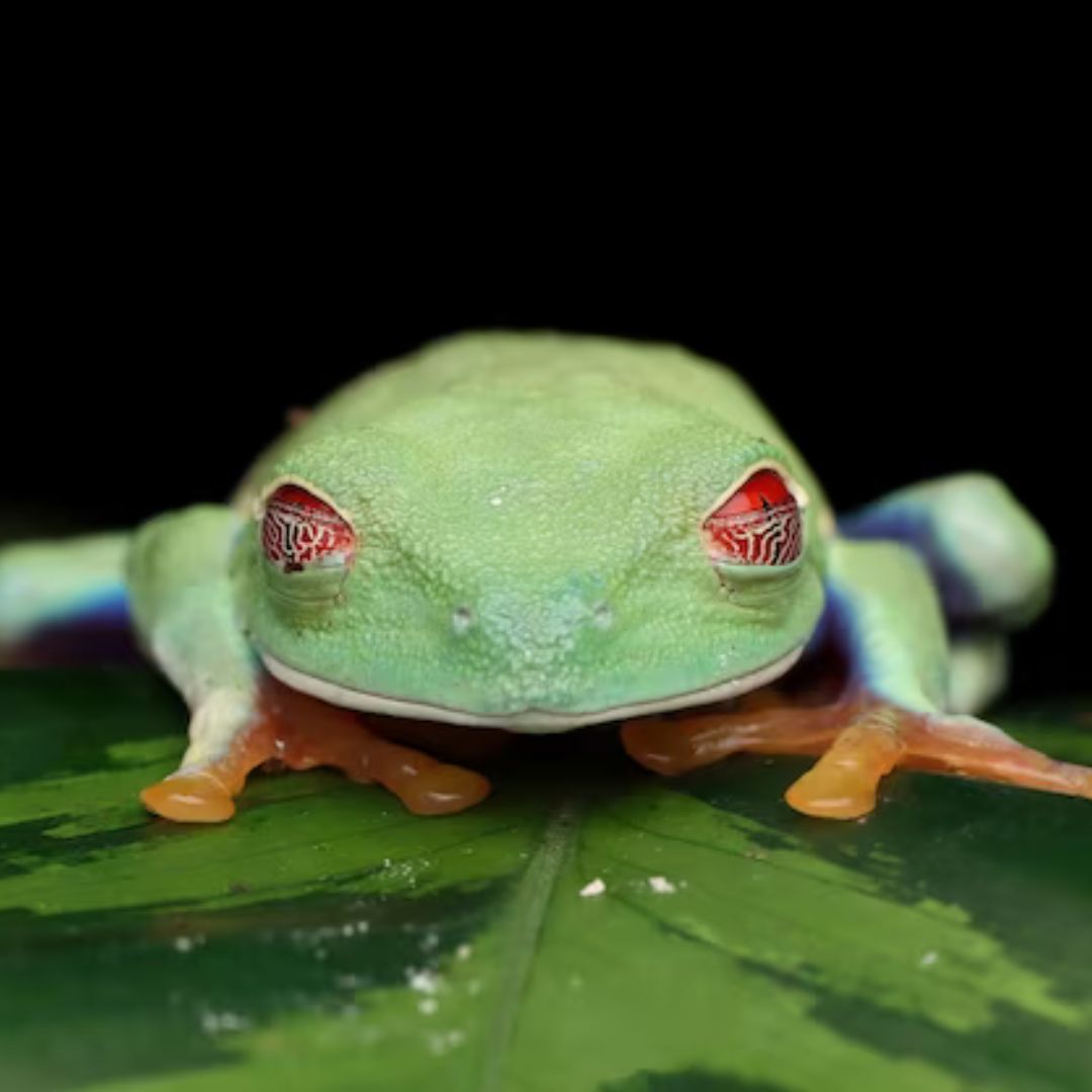 15 Examples of Amphibians - Vivid Examples